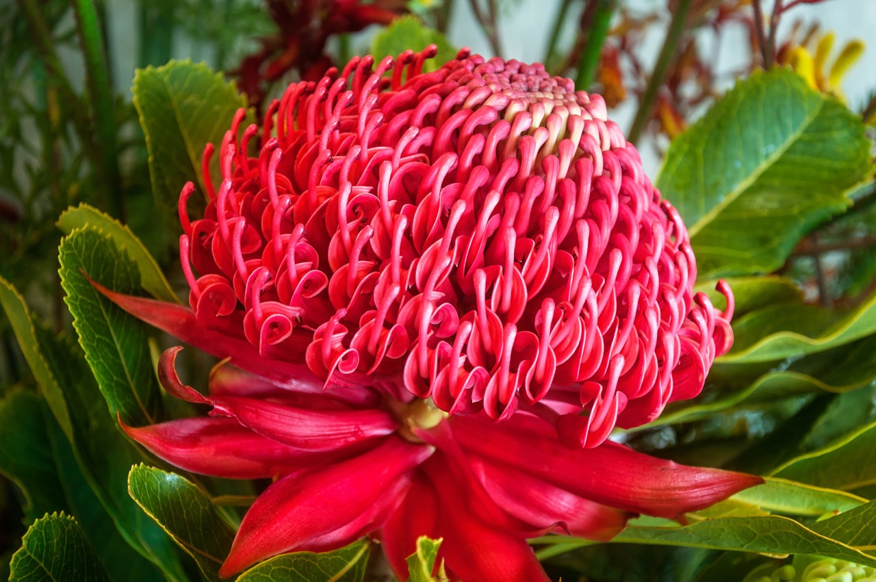 Waratah Grand - Alumuna